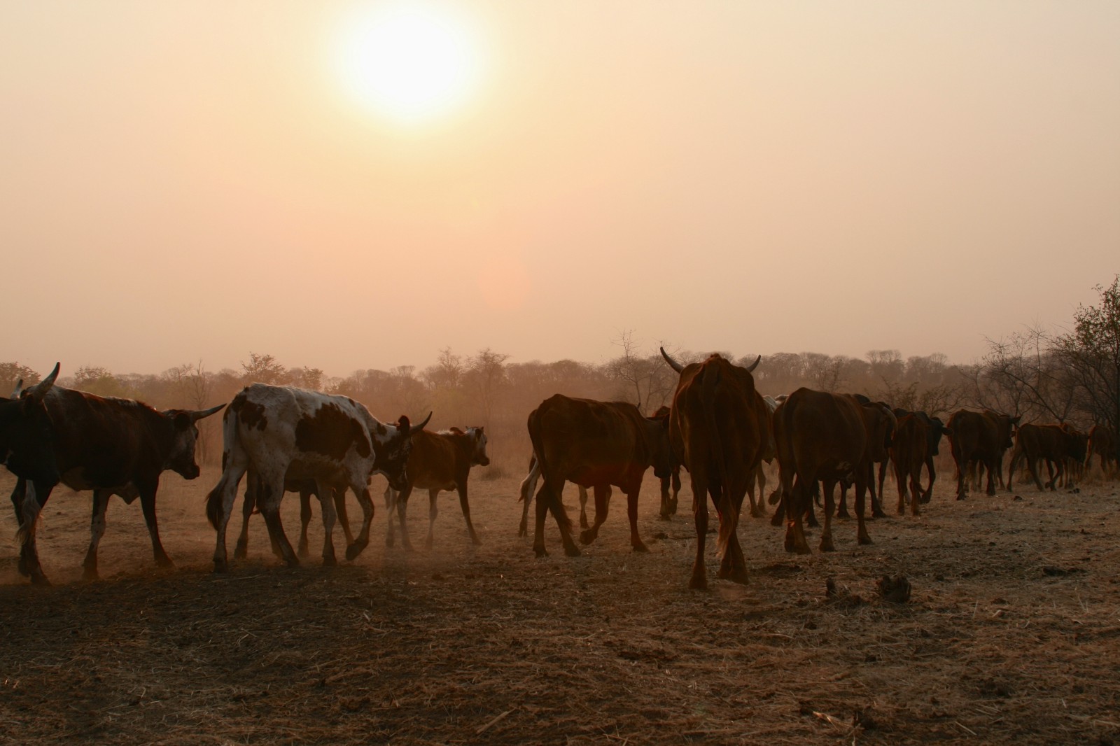 Saving the Cows — and Grasslands — of Rural Zimbabwe