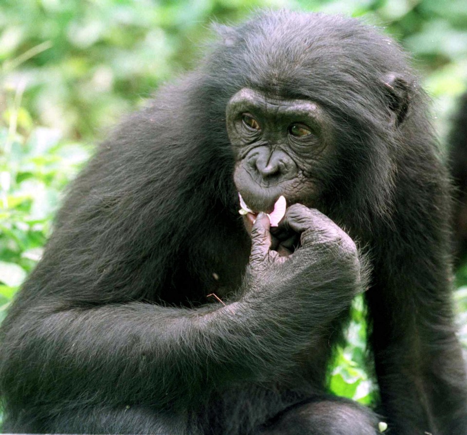 What’s Behind the Impending Primate Mass Extinction