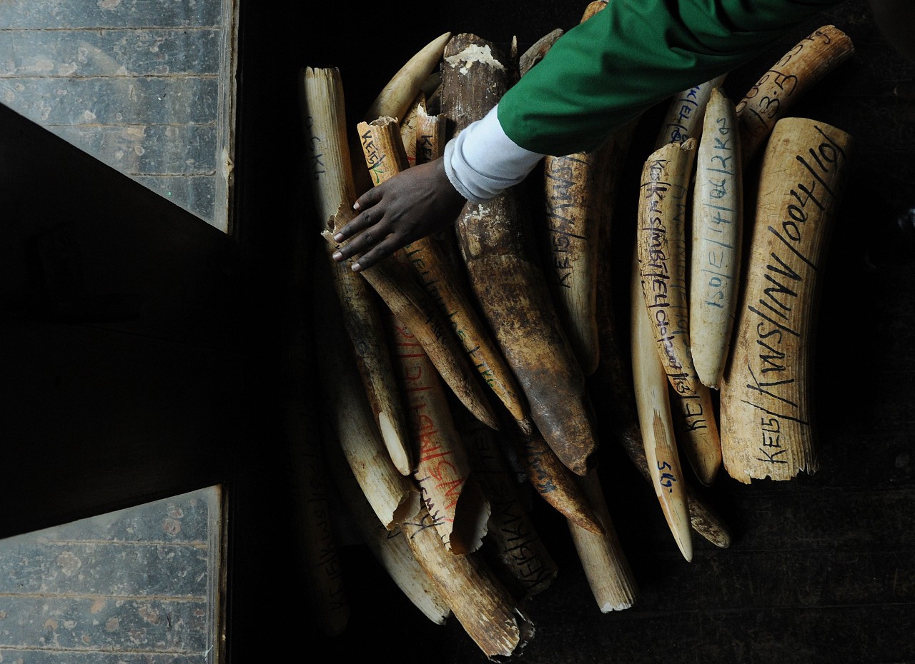 It’s Almost Impossible to Sustainably Harvest Ivory