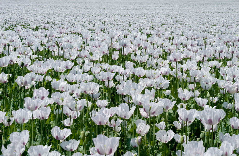 Why the Future of Drugs Is in Genetically Engineered Microbes - Pacific ...