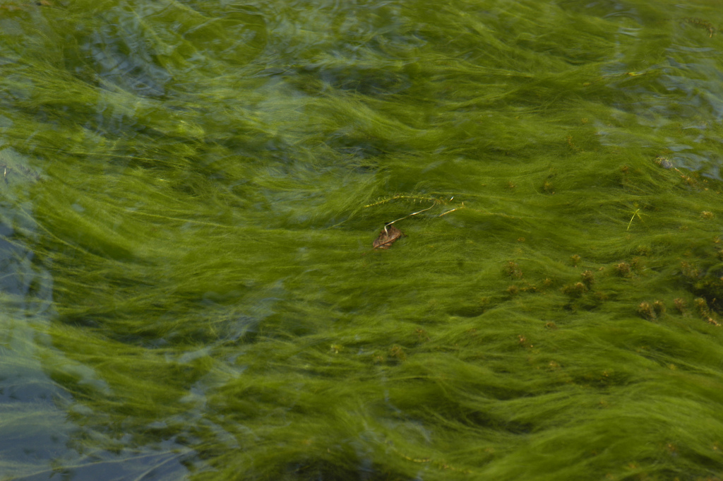 Cancer Drugs on a Raft Made of Algae - Pacific Standard