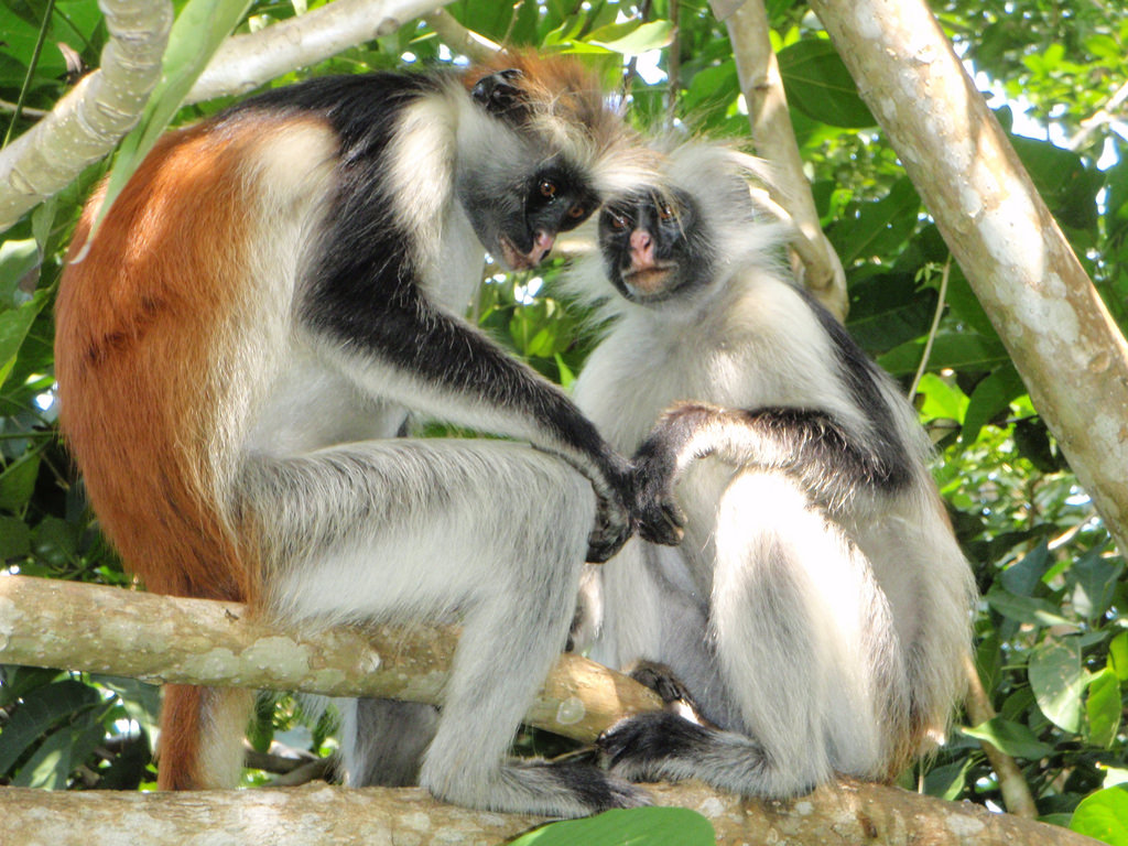 After 40 Years of Effort, Tanzania Creates New Protected Area for ...