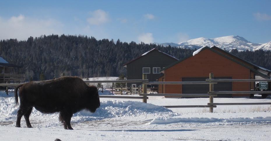 Yellowstone's Bison Go From Seasonal Outlaws to Year-Round Residents in ...