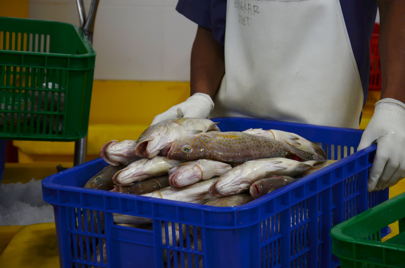 Managing Fisheries in a Harsh New Environment