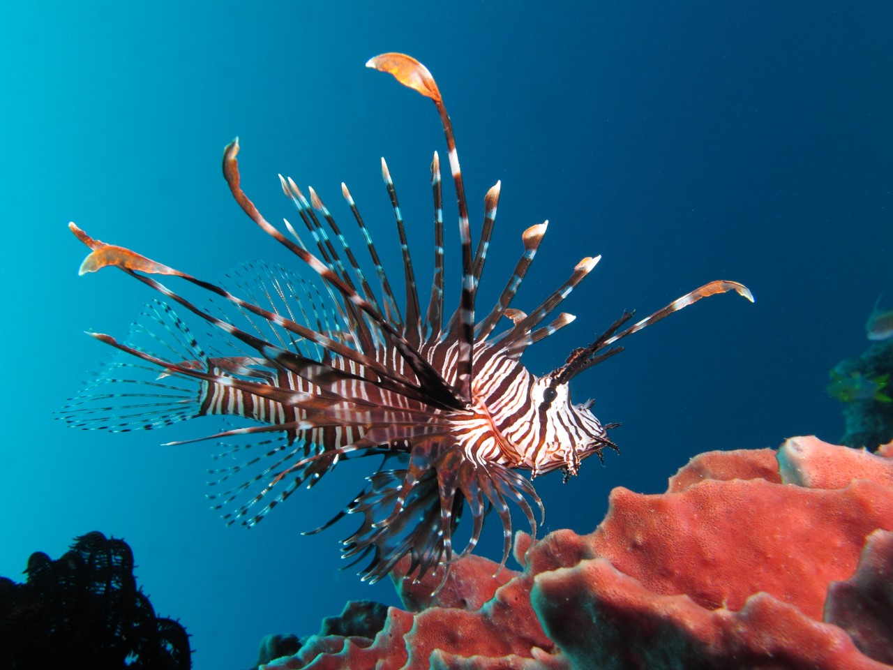 Could an Invasive Species Save Caribbean Coral Reefs?