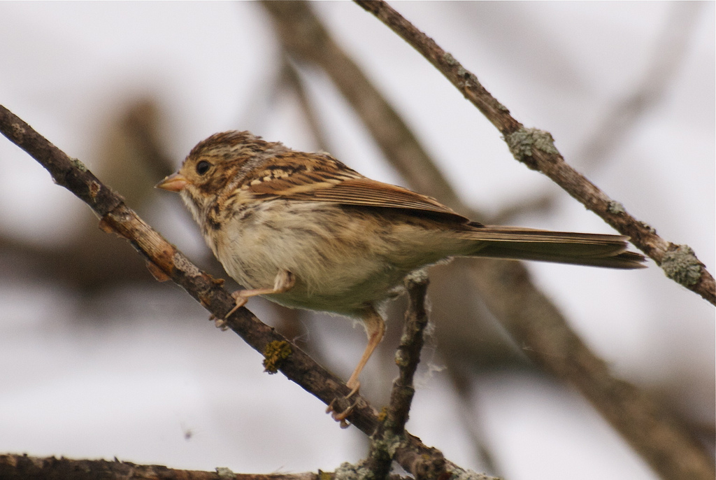 The Future of Bird-Watching in a Warming World - Pacific Standard