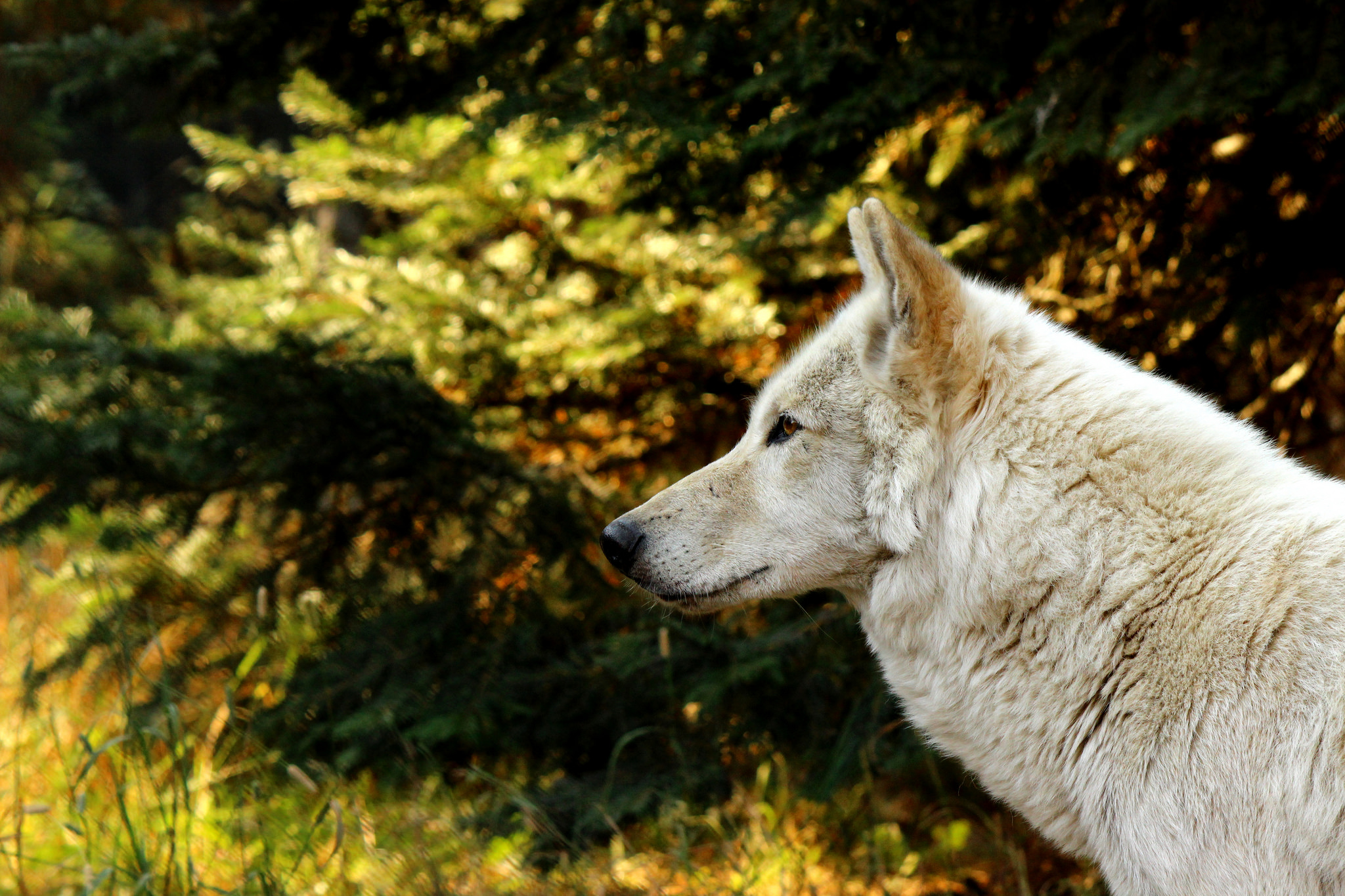 A Wake Up Call for the Wolf Killers - Pacific Standard