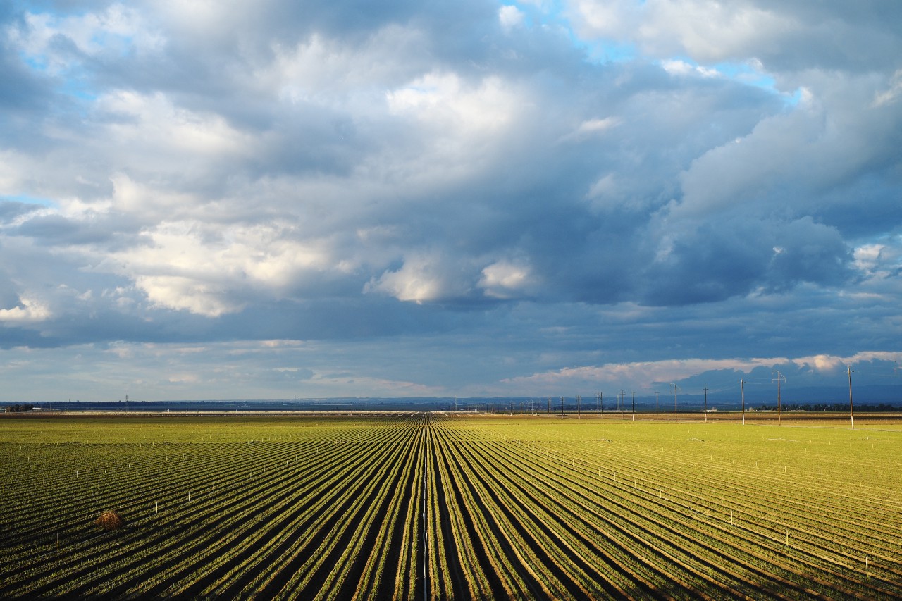 Will Open-Source Plants Spur Better Agriculture?