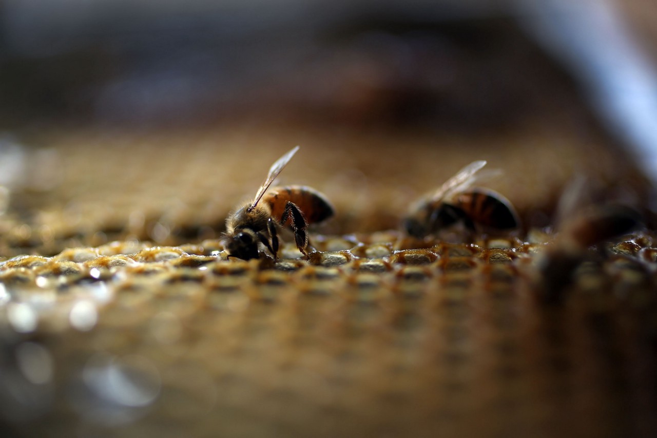 What We Know About the Decline of Bees