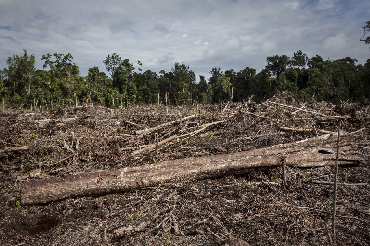 How Your Retirement Funds Contribute to Climate Change and Deforestation