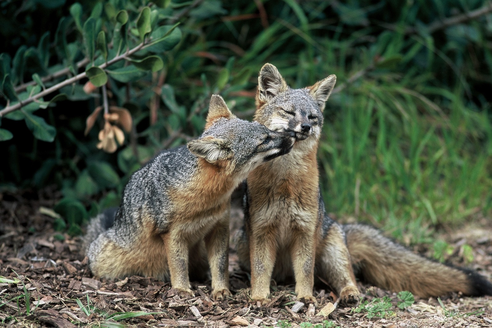 The Least Genetically Diverse Animal Known to Science Is an Adorable Fox
