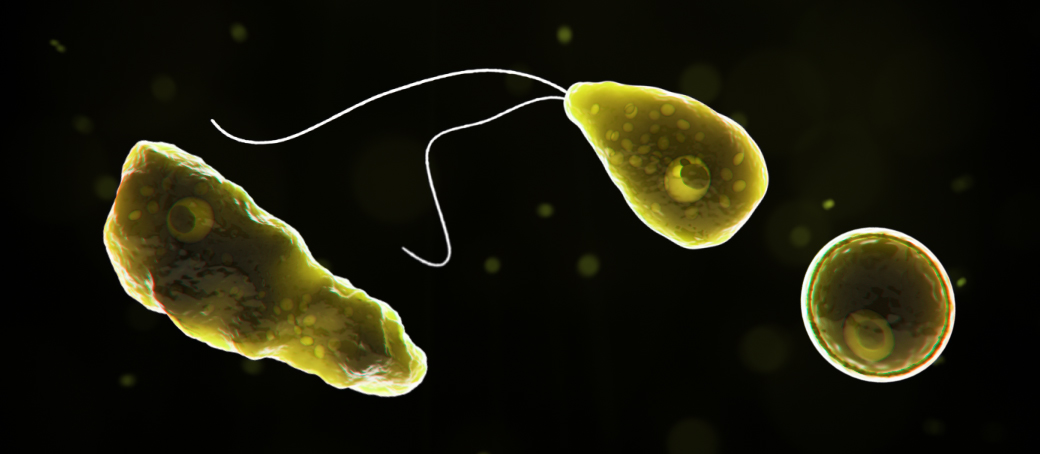 How a Simple Amoeba Can Become a Deadly Brain-Eating Infection