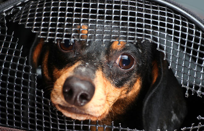 Does Being Cruel to Animals as a Kid Predict Later Criminal Behavior ...