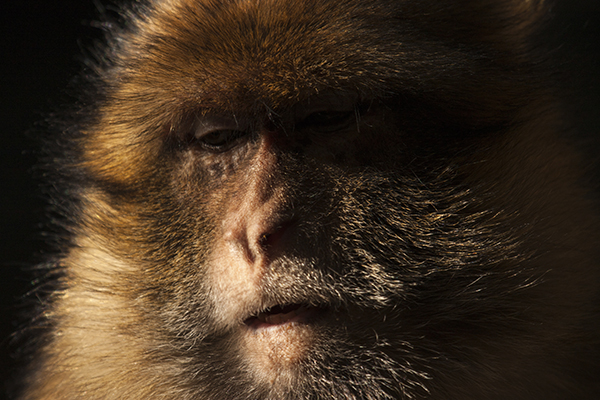 Radical Activism and the Future of Animal Rights - Pacific Standard