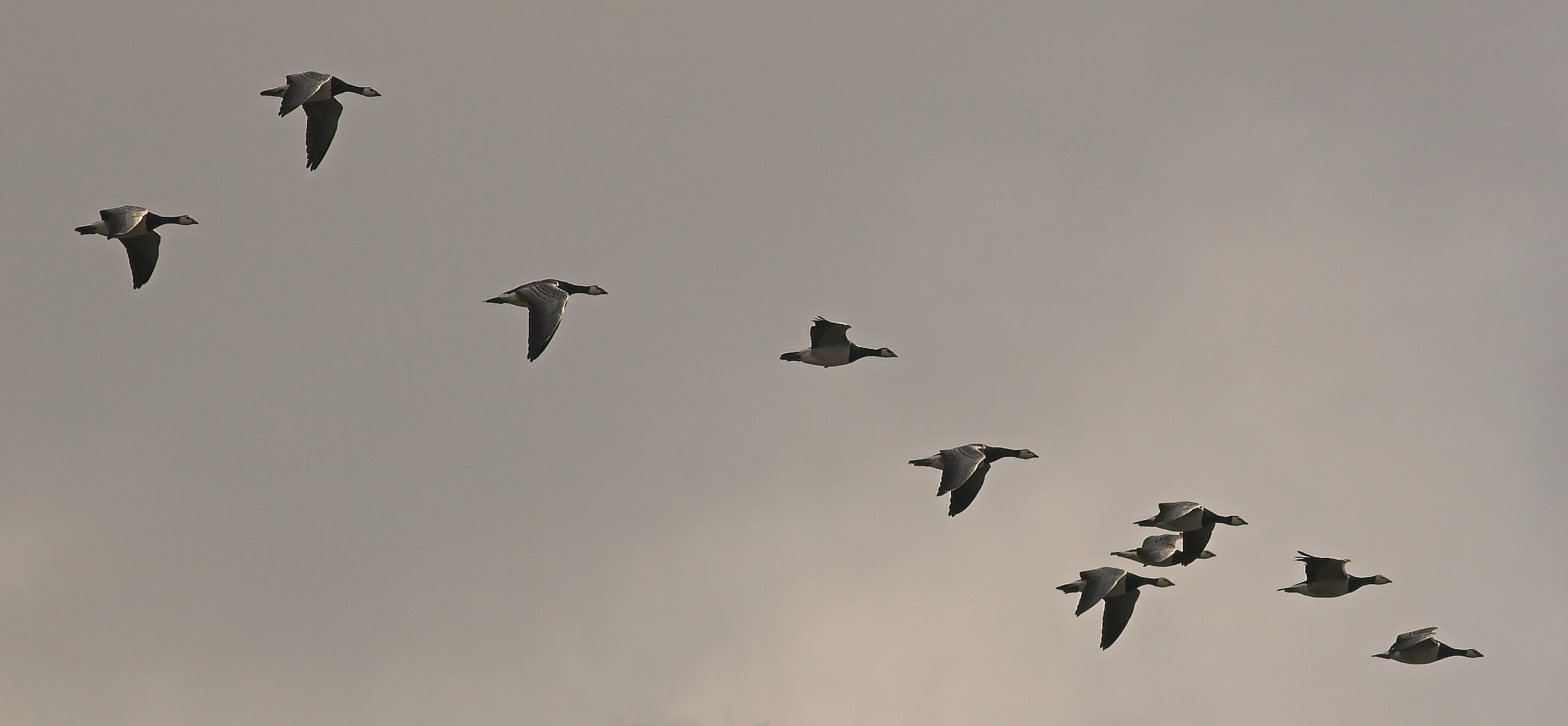 The Math Behind the World's Great Bird Migration Routes - Pacific Standard
