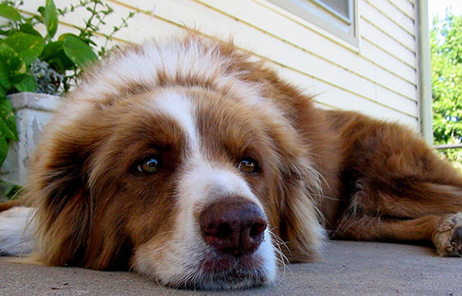 How Clever Do You Think Your Dog Is? - Pacific Standard