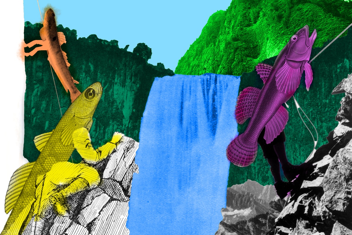 Will Decreasing Rainfalls Destroy Hawaii's Waterfall-Climbing Fish?