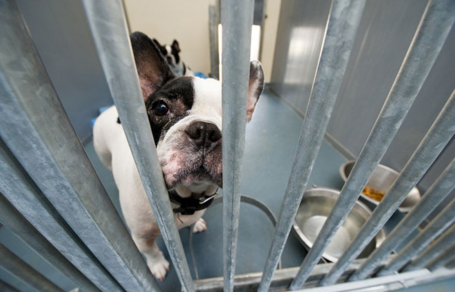 What Do People Look for When Adopting a Dog? - Pacific Standard