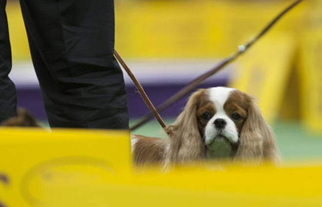 A Tale of 2 Dog Shows - Pacific Standard