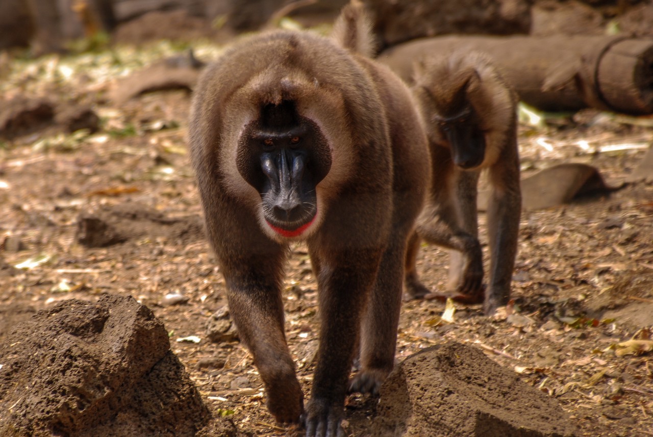 ‘We Are Running Out of Time’: 60 Percent of Primates Are Sliding Toward ...