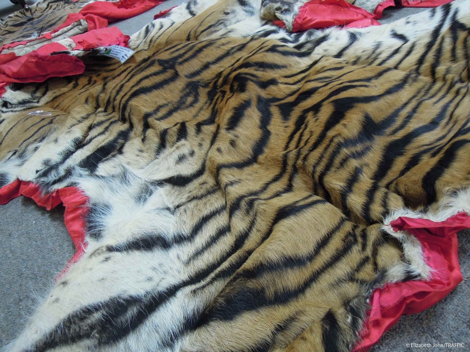 Tiger Poaching Is Showing No Sign of Slowing