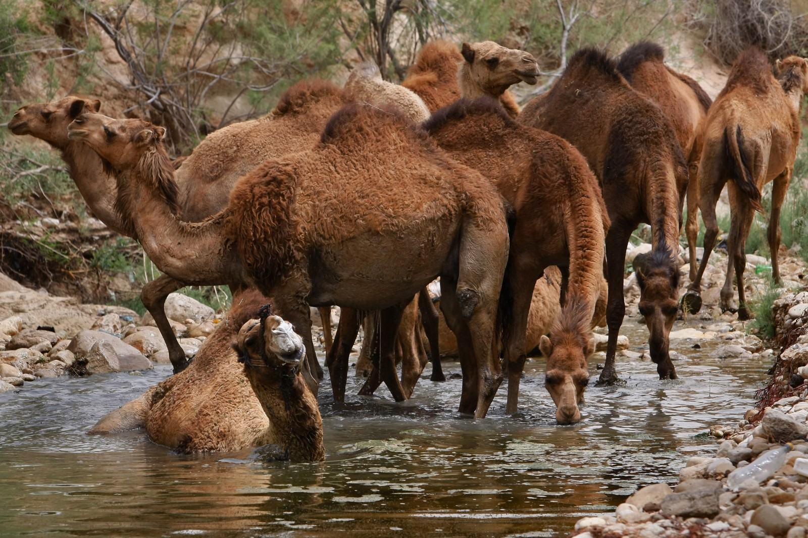 The Unique Burden of Covering Climate Change in the Middle East