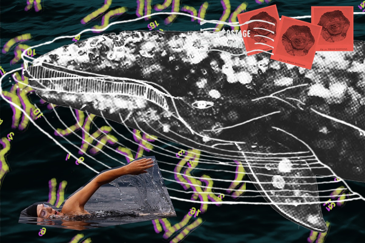 A Short Sequence of Fish DNA Could Change Our Understanding of Virus ...