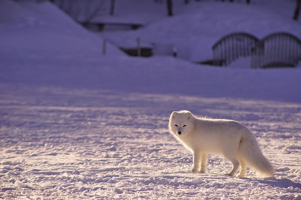 How Wild Animals Cope With Icy Winter Temperatures