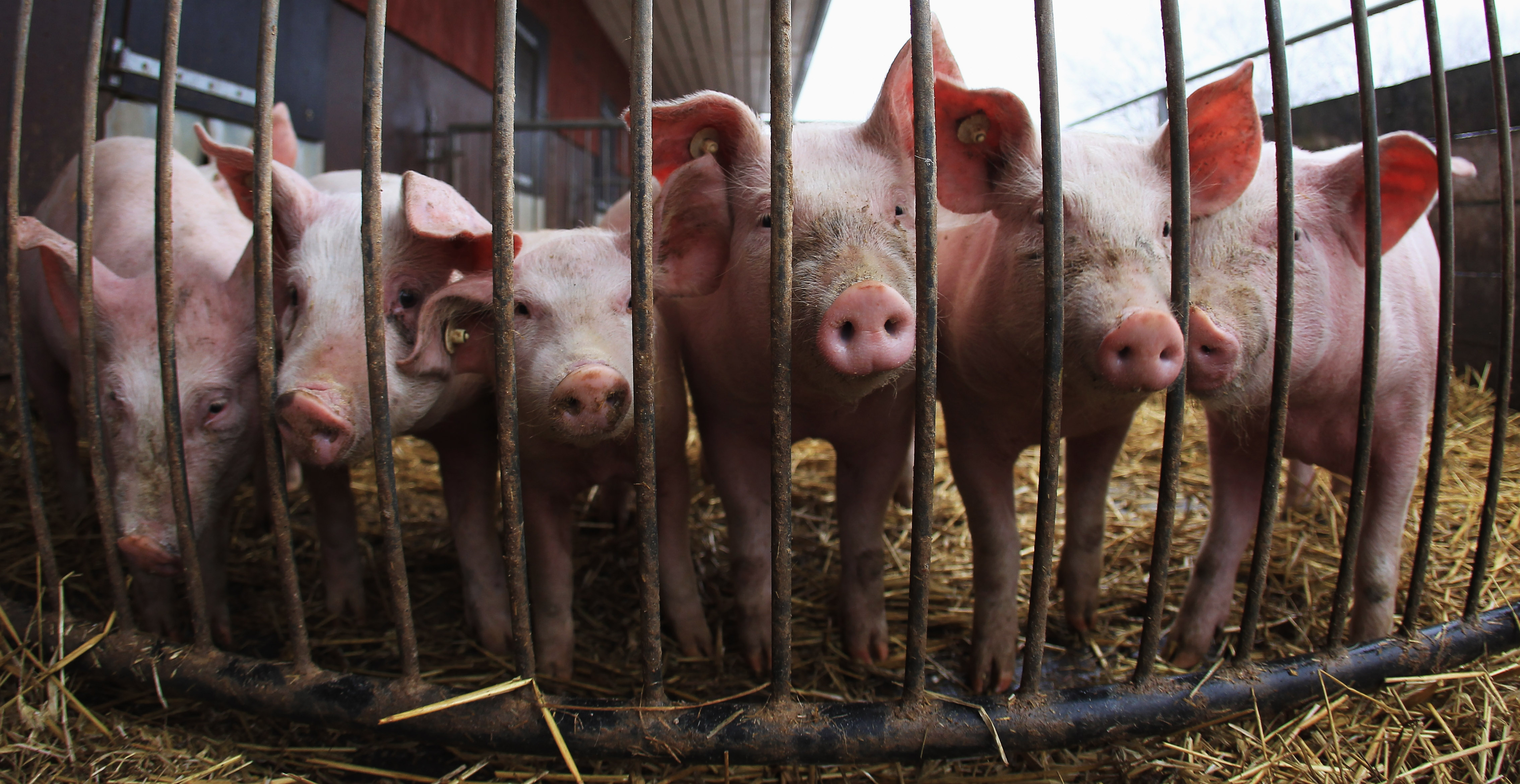 Could Pasture-Raised Pork Provide a Sustainable Future for Hog Farming?