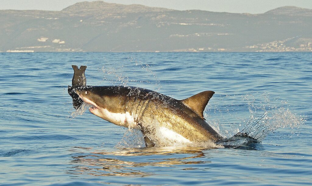 Tracking Young Great Whites Off the Coast of Long Island