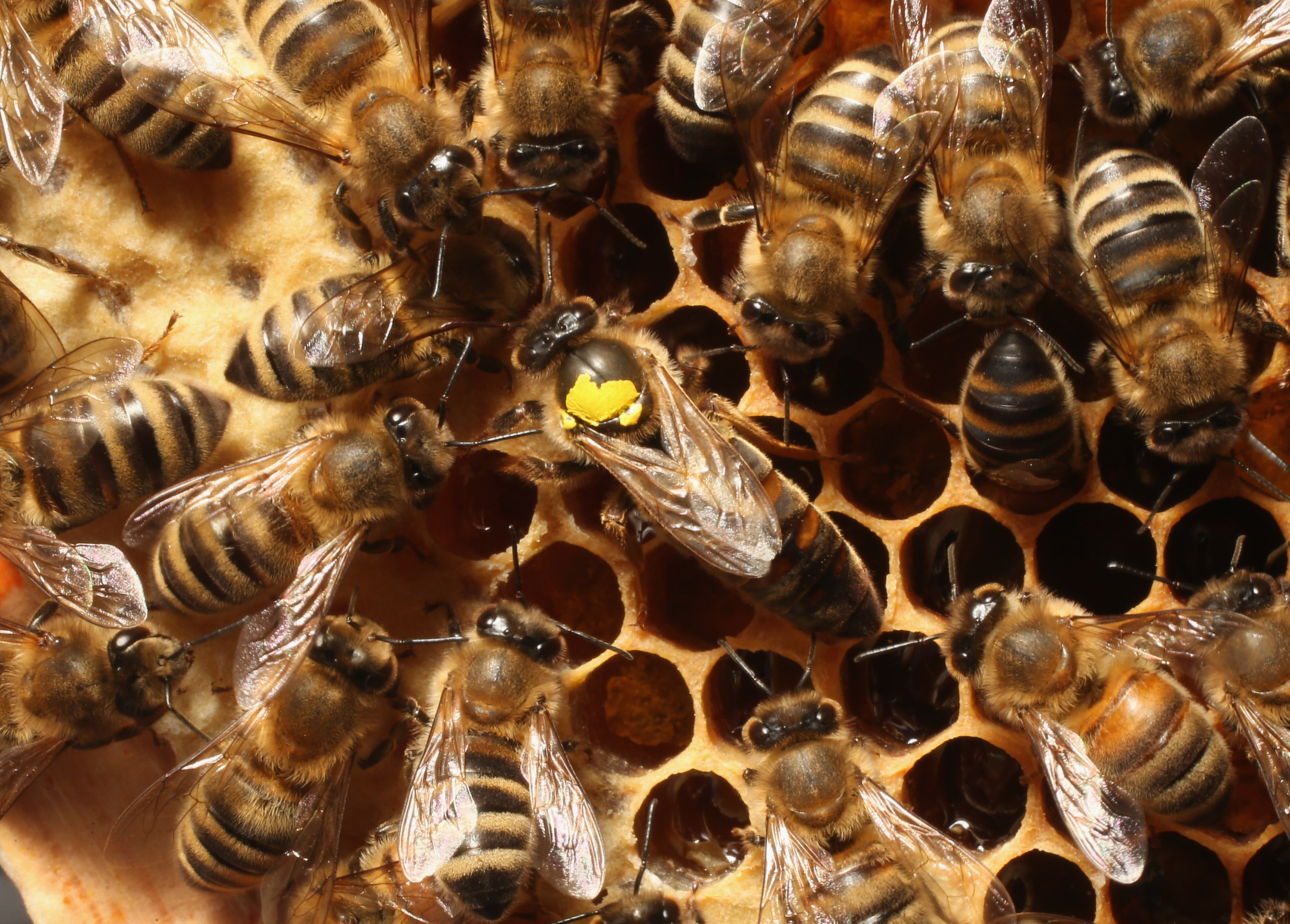 What Happened When Swarms of Bees Invaded Valencia