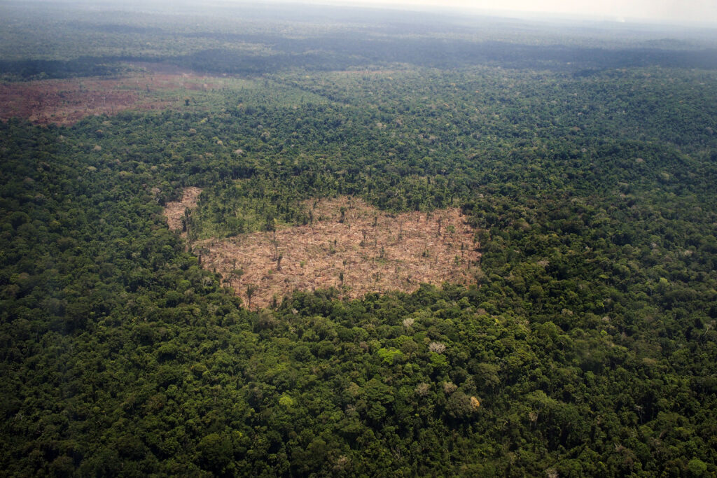 A New Study Finds That Cutting Down One Forest Can Make Neighboring ...