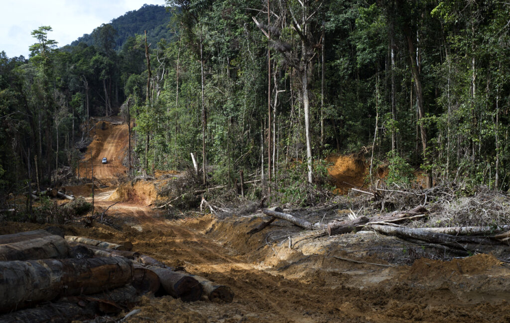 Researchers Uncover Just How Damaging Fires and Logging Are to Forest Soil