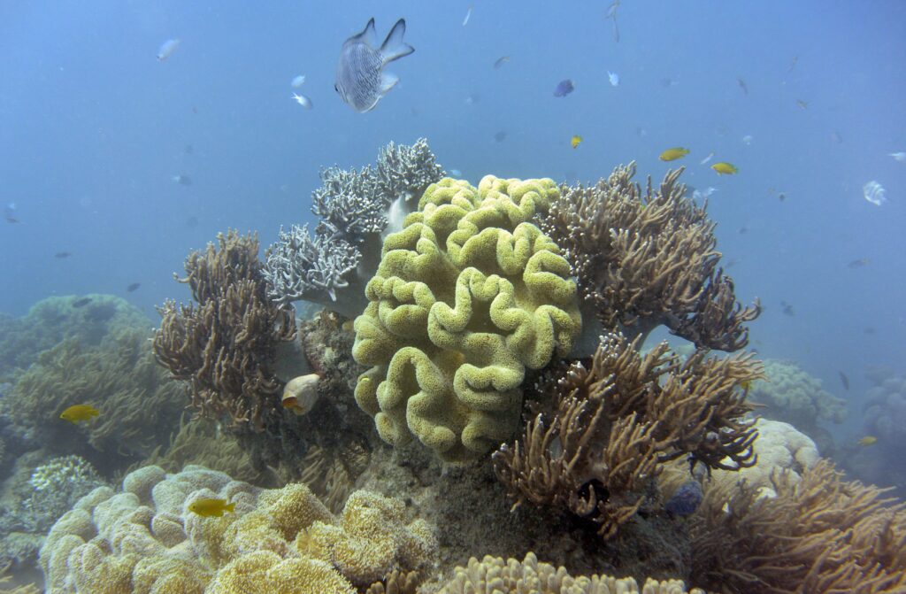 Our Plastic Waste Is Destroying the World's Coral Reefs