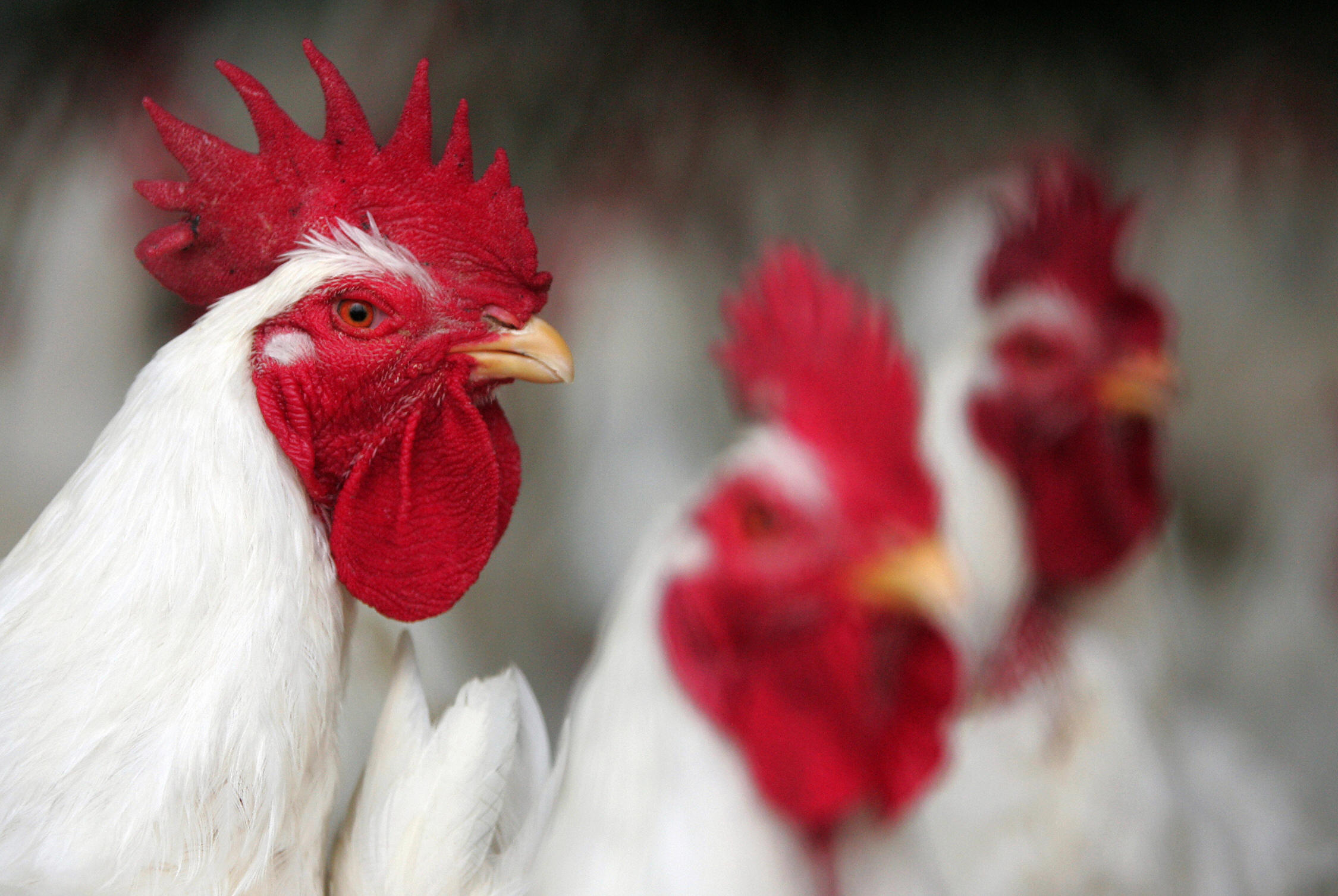 How Chicken Activists in California Broke the Law to Start a Reasonable ...