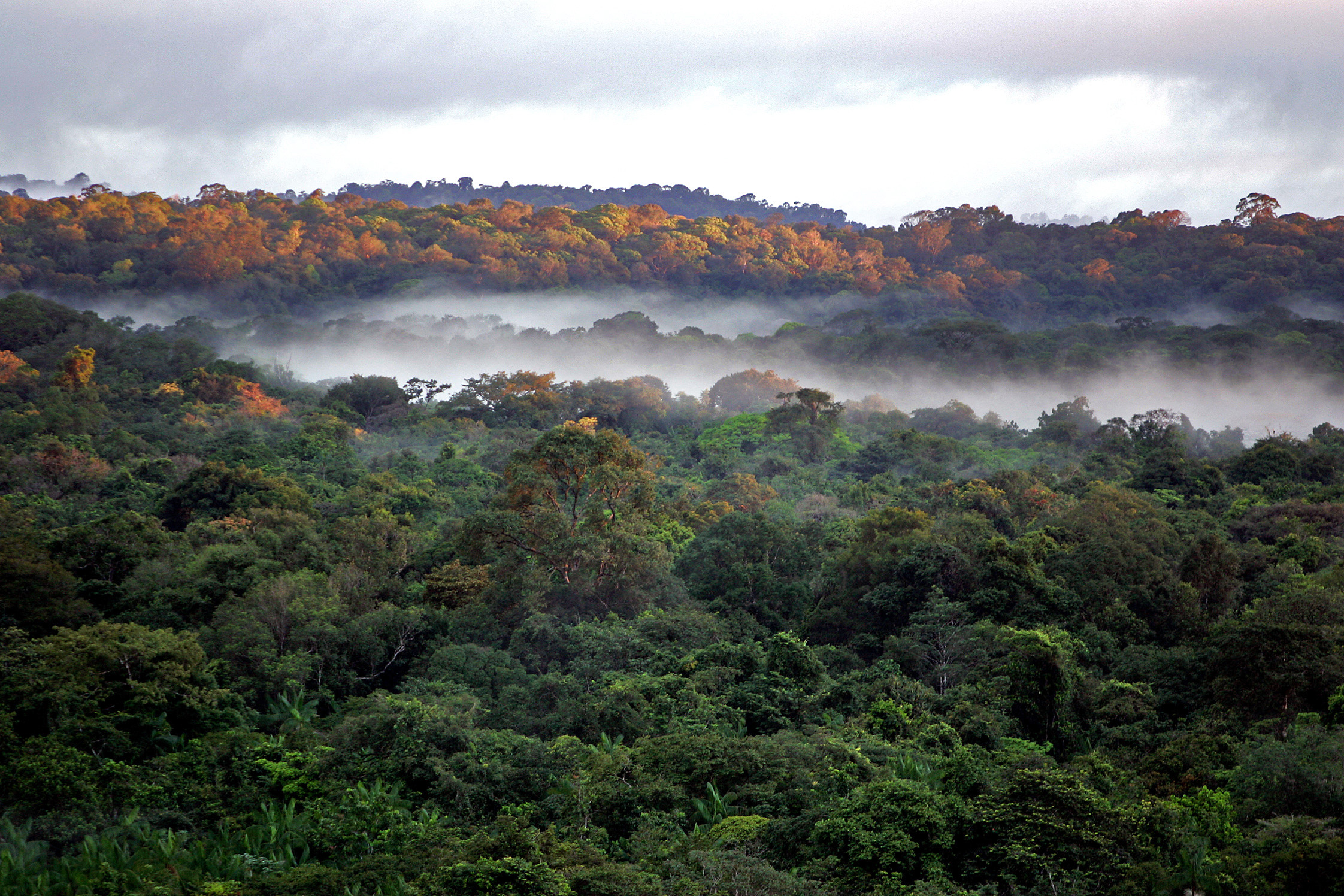How Will an Increasing Number of Droughts Affect the Amazon's Trees?