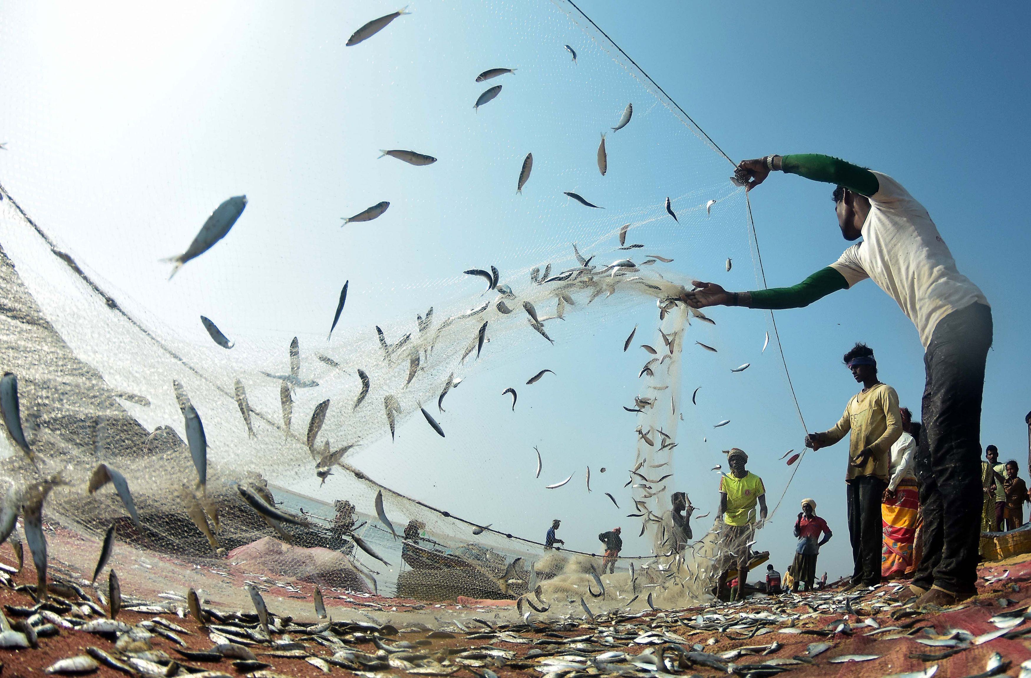 Are Wealthy Nations Hoarding the World's Fish Supply?