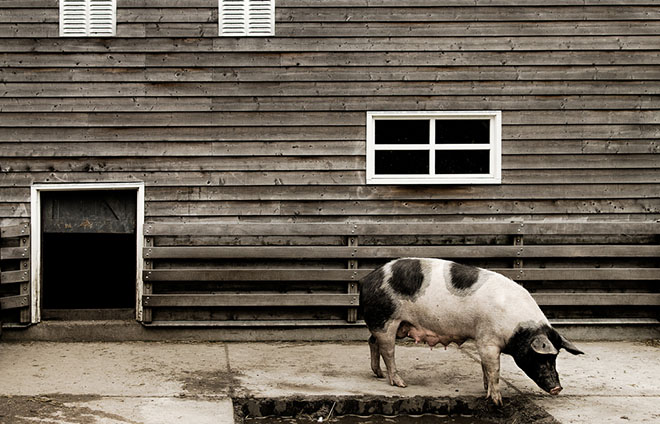 Humanely Raised Pork? - Pacific Standard