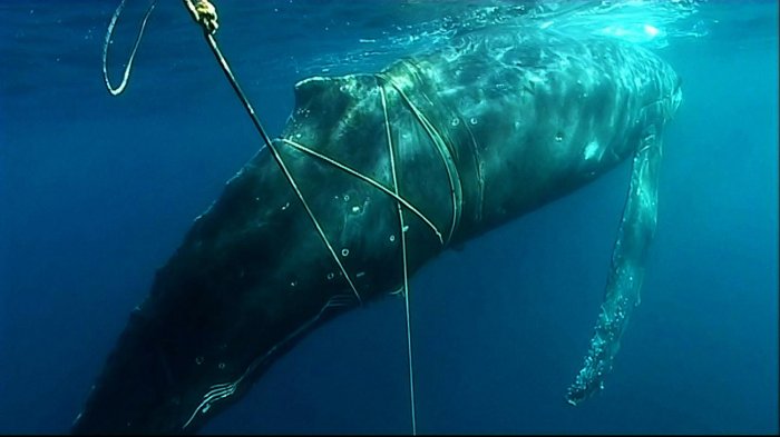 An Alarming Number of California Whales Are Getting Caught in Fishing Lines