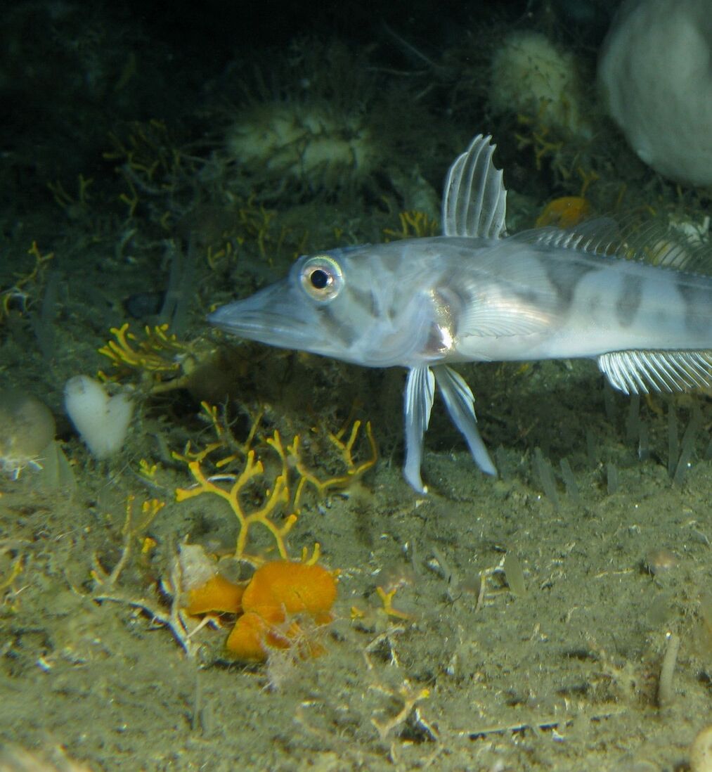 Sedentary Seabed Creatures Create a Carbon Sink - Pacific Standard