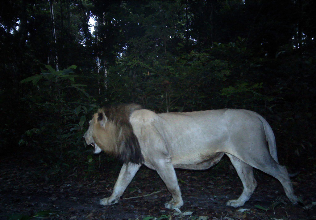 The Forest Lion of Gabon - Pacific Standard