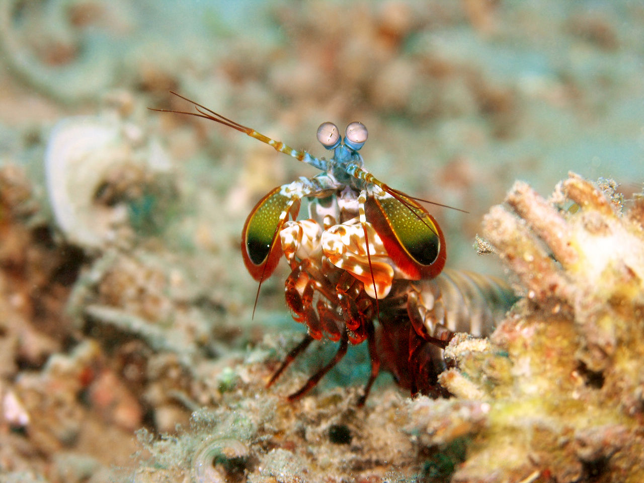 'Completely Weird': How a Mantis Shrimp's Unique Vision System Is ...
