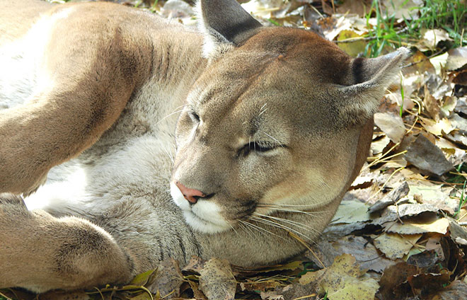 Nope, That's a Puma - Pacific Standard