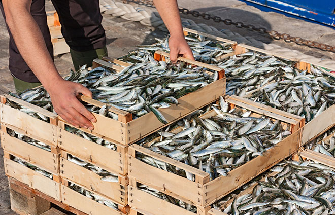 Smelling Something Fishy Makes People More Suspicious - Pacific Standard