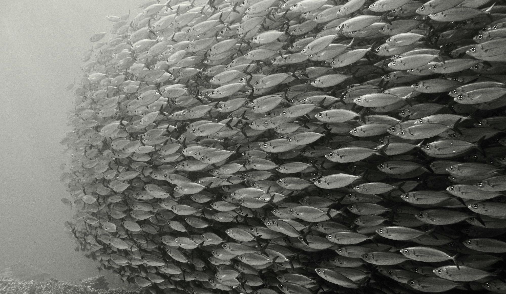 Fast-Growing Fish Are Hit Hardest by Overfishing - Pacific Standard