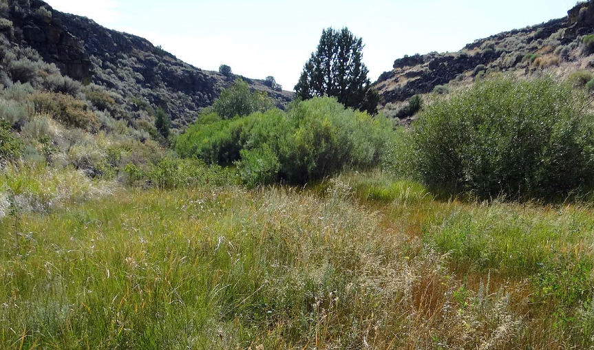The Ecological Wisdom of Leaving Nature Alone - Pacific Standard