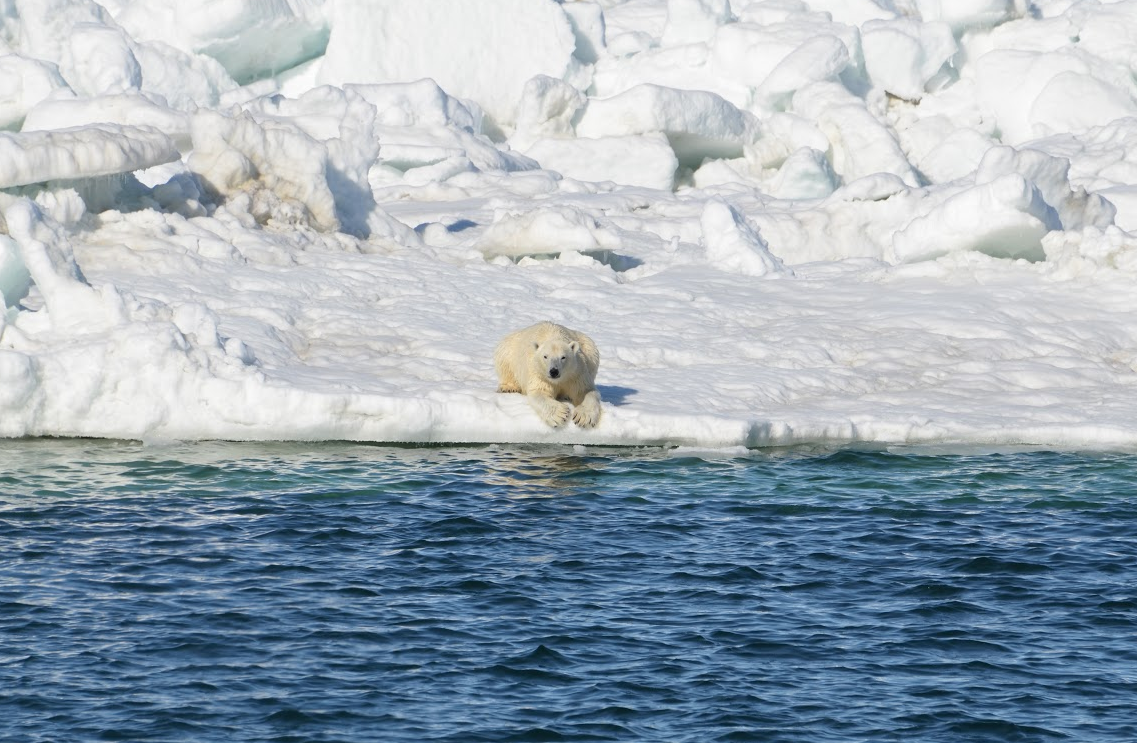 How to Feed a Polar Bear - Pacific Standard