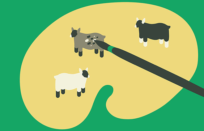 What Color Is Your Pygmy Goat? - Pacific Standard