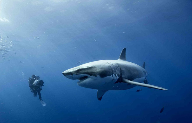 A Shark Scientist Bites Back - Pacific Standard
