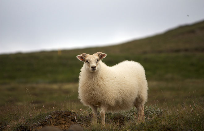 Why Did 'Excellent Sheep' Alienate So Many Readers? - Pacific Standard
